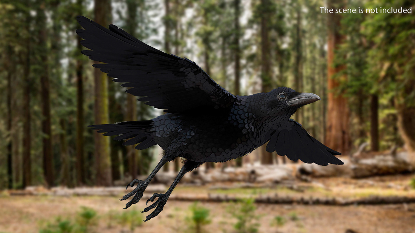 Raven Landing Animated Rigged Modelo 3D - TurboSquid 1439277