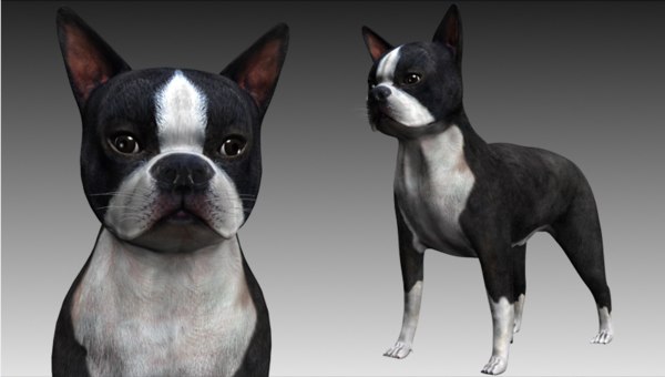 Boston Terrier 3D Models for Download | TurboSquid