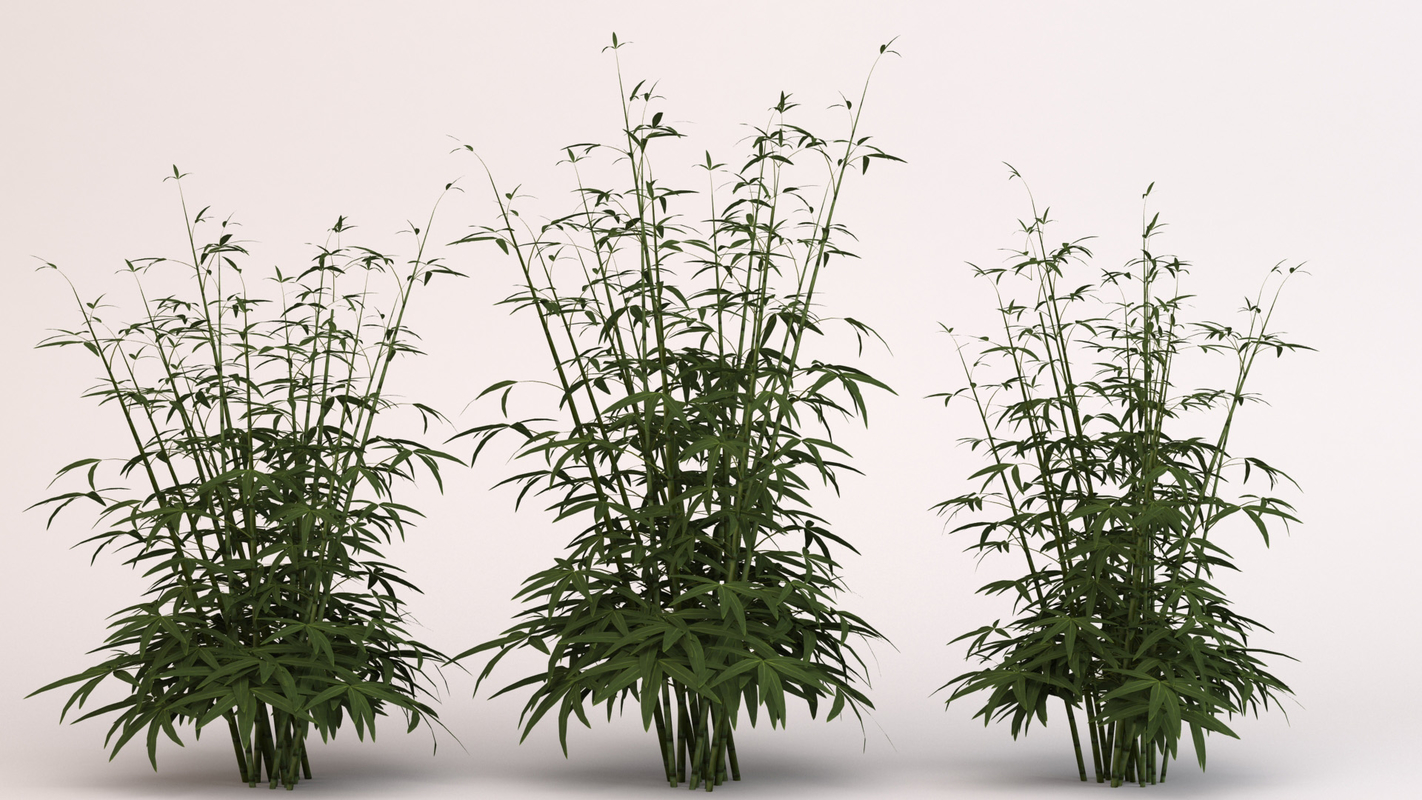 Junger Bambus 3D-Modell - TurboSquid 1439437
