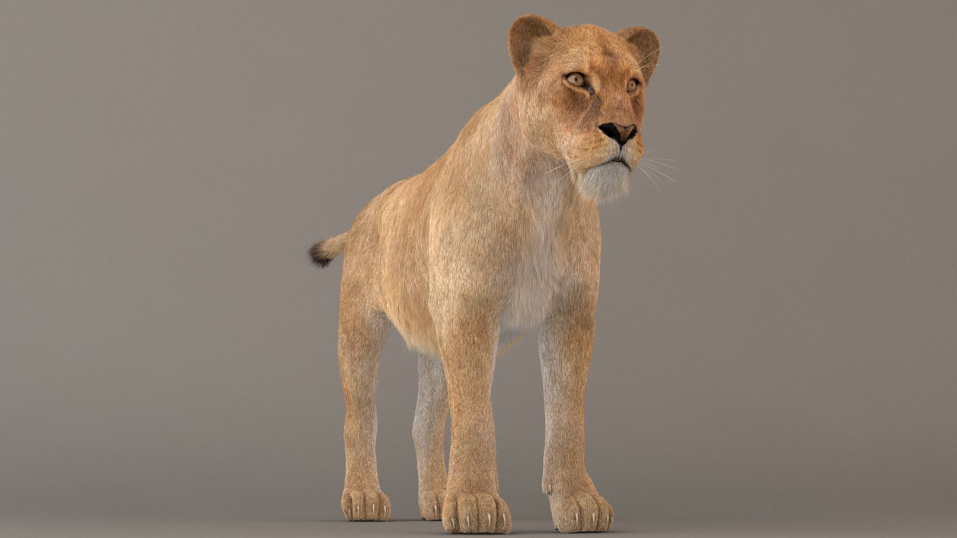 3D fur lioness model - TurboSquid 1439450