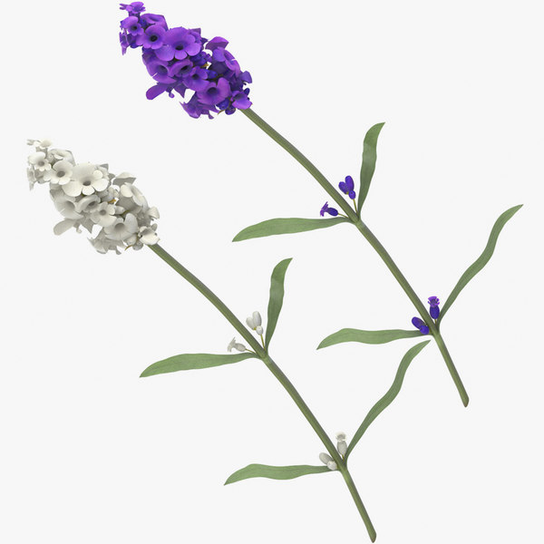 lavender plant flowers 3d model