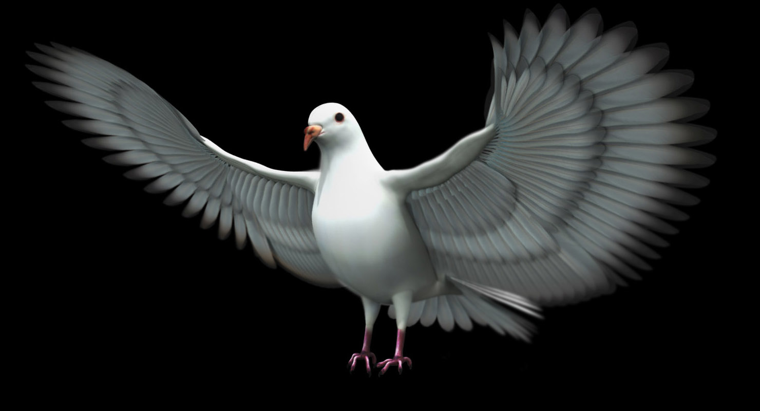 Dove 3D Models for Download | TurboSquid