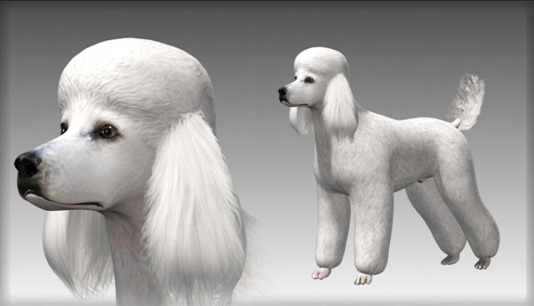 3D Poodle Models | TurboSquid
