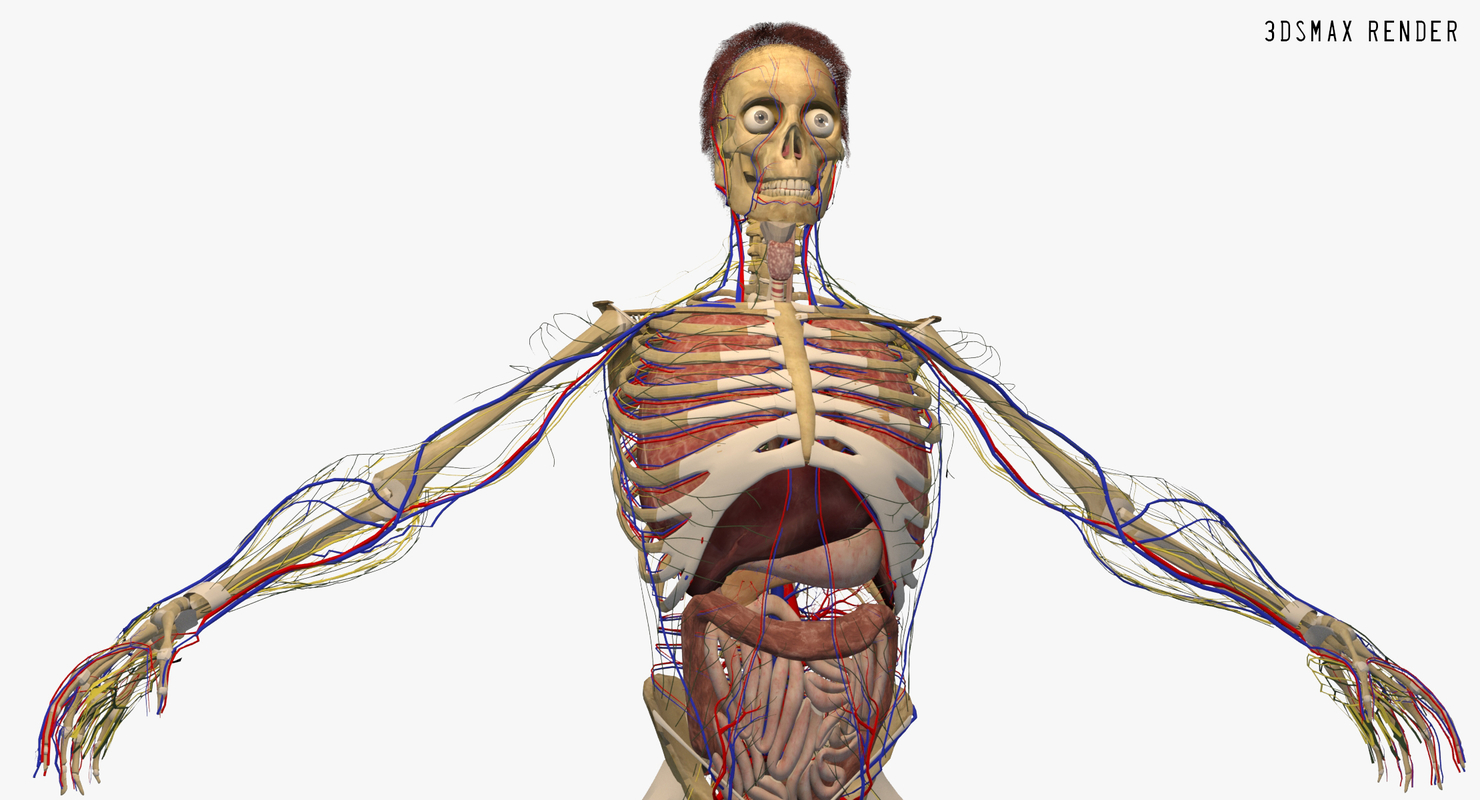 Anatomy 3D model - TurboSquid 1338967