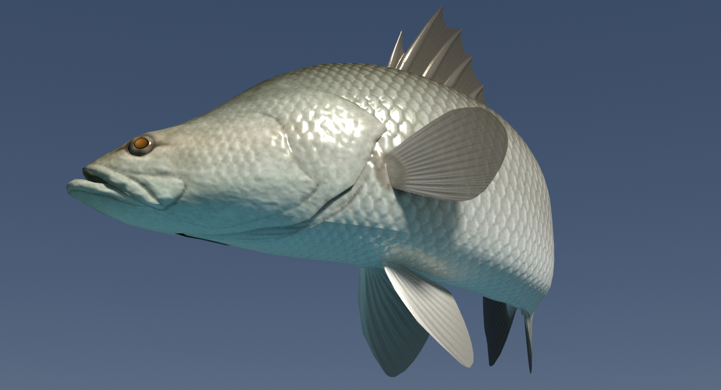 barramundi swimming 3d model