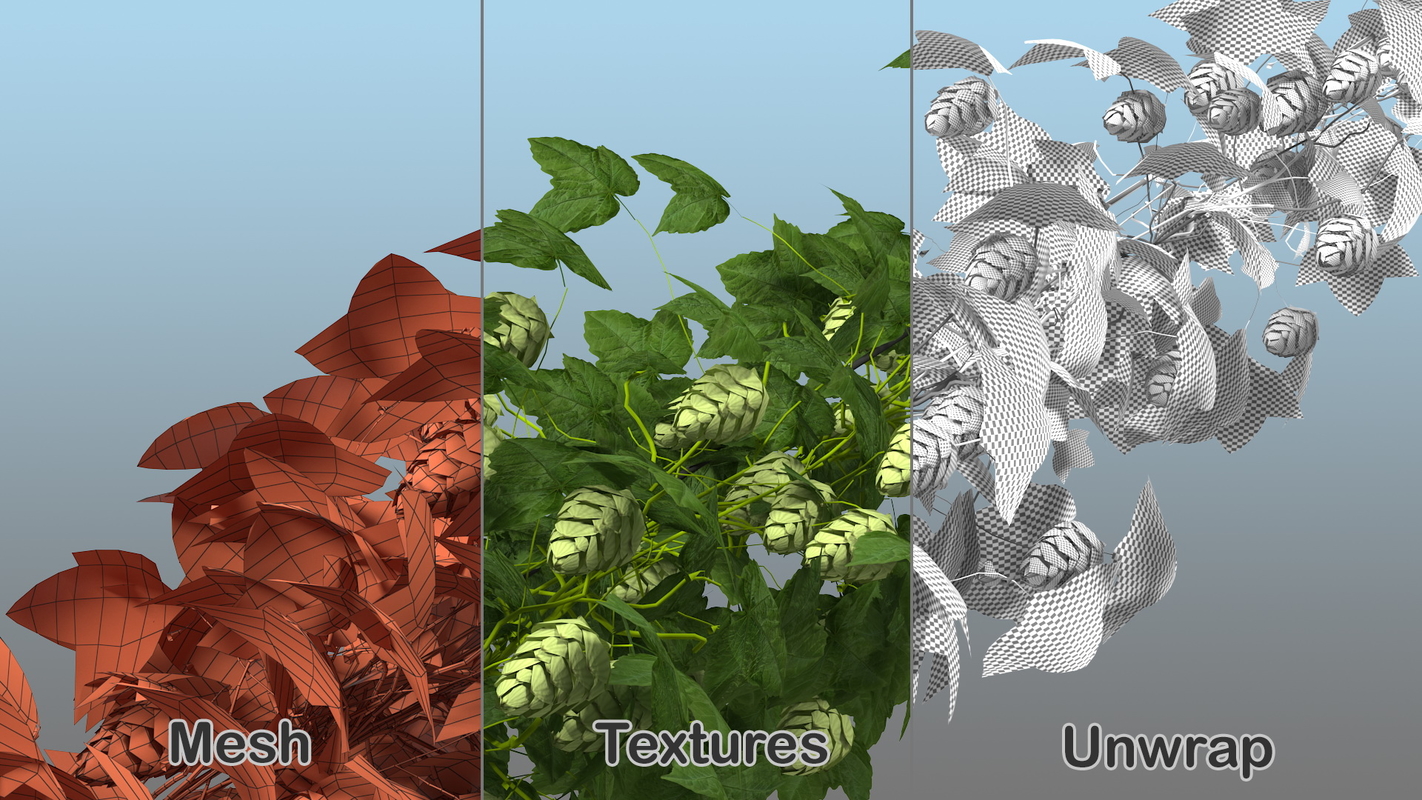 Green growing hops plant 3D model - TurboSquid 1441054