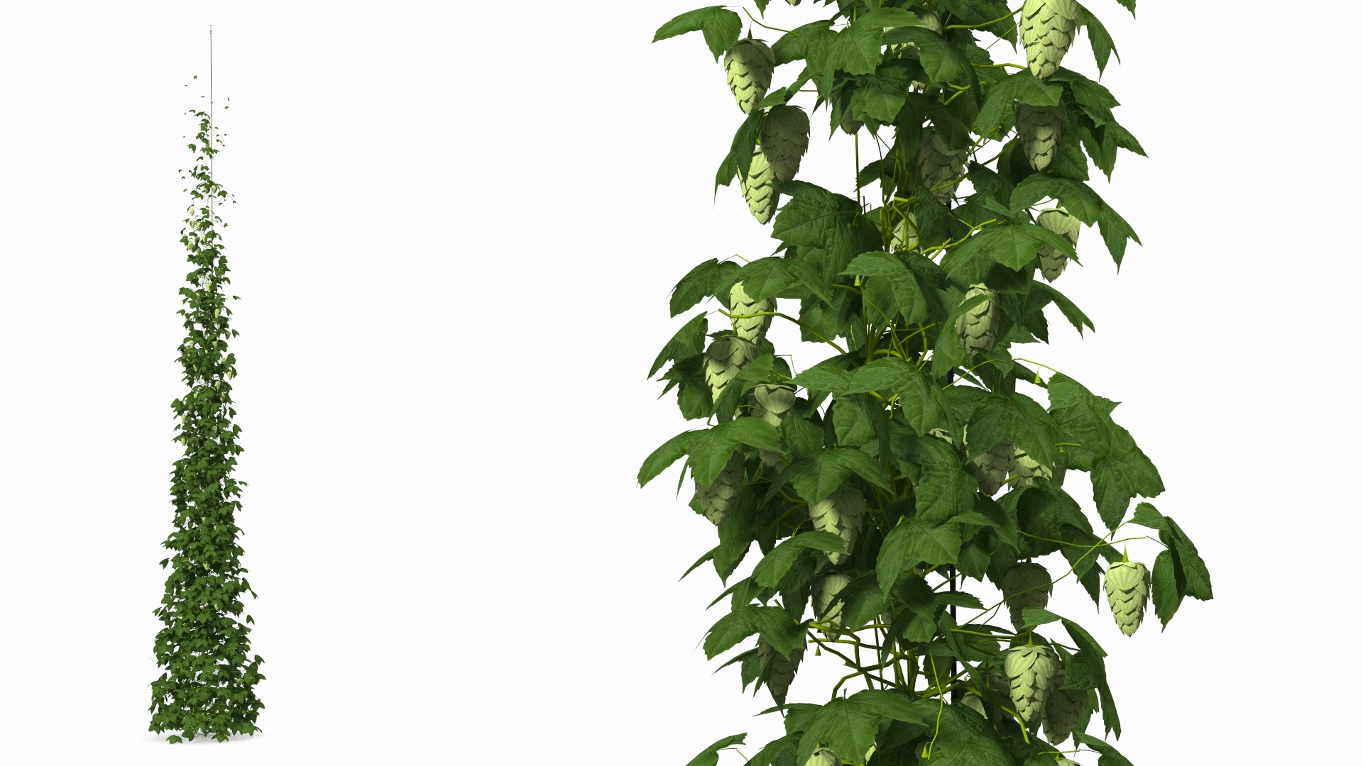 Green growing hops plant 3D model - TurboSquid 1441054