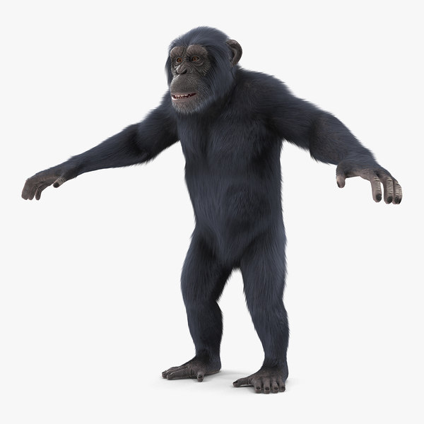 Chimpanzee 3D Models for Download | TurboSquid