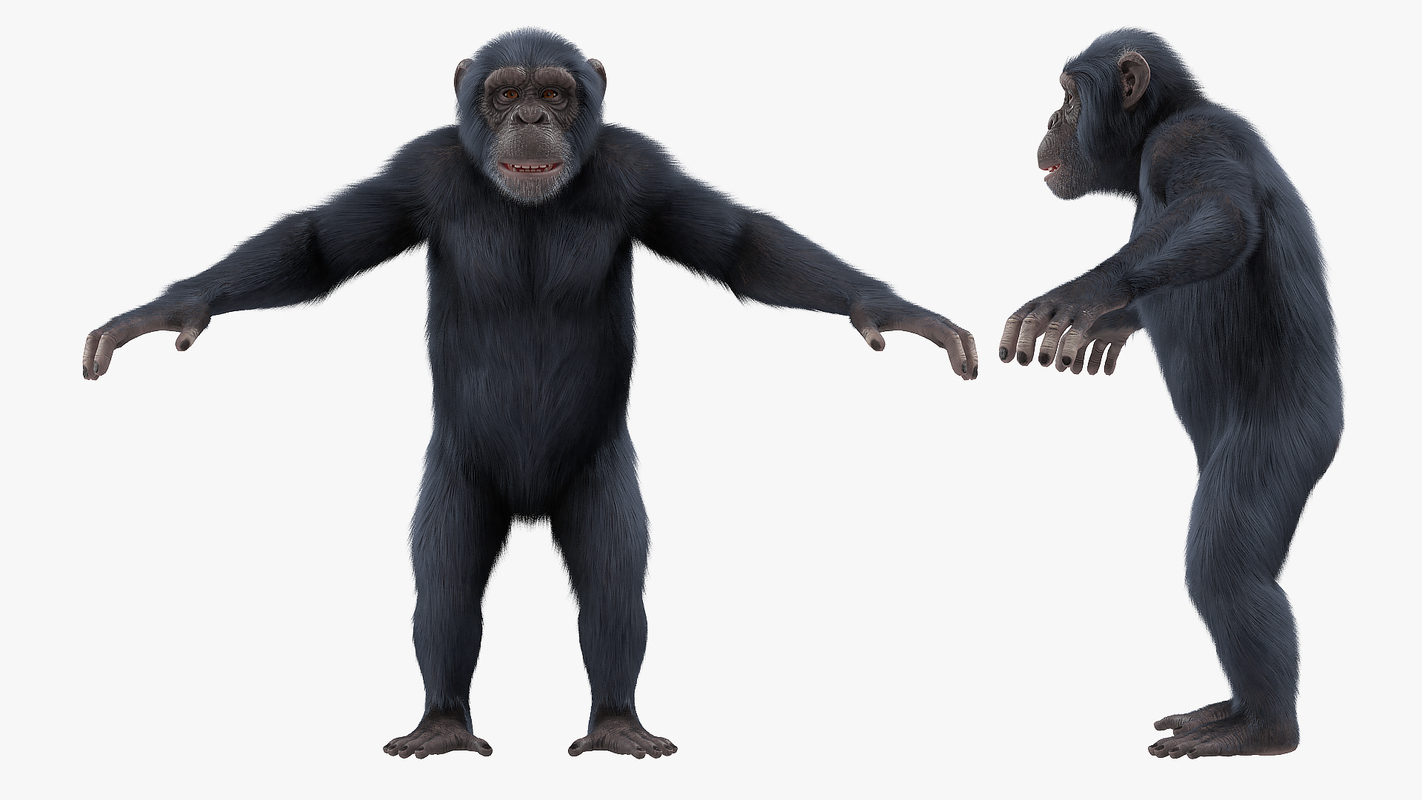 Chimpanzee t-pose dark fur model - TurboSquid 1441047