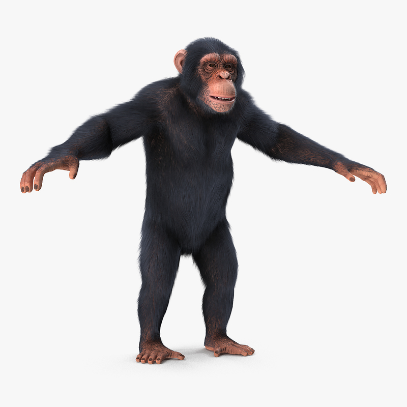 3D chimpanzee t-pose light fur animal - TurboSquid 1441049