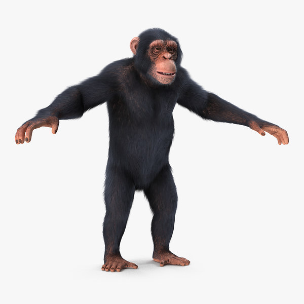 Chimpanzee 3D Models for Download | TurboSquid