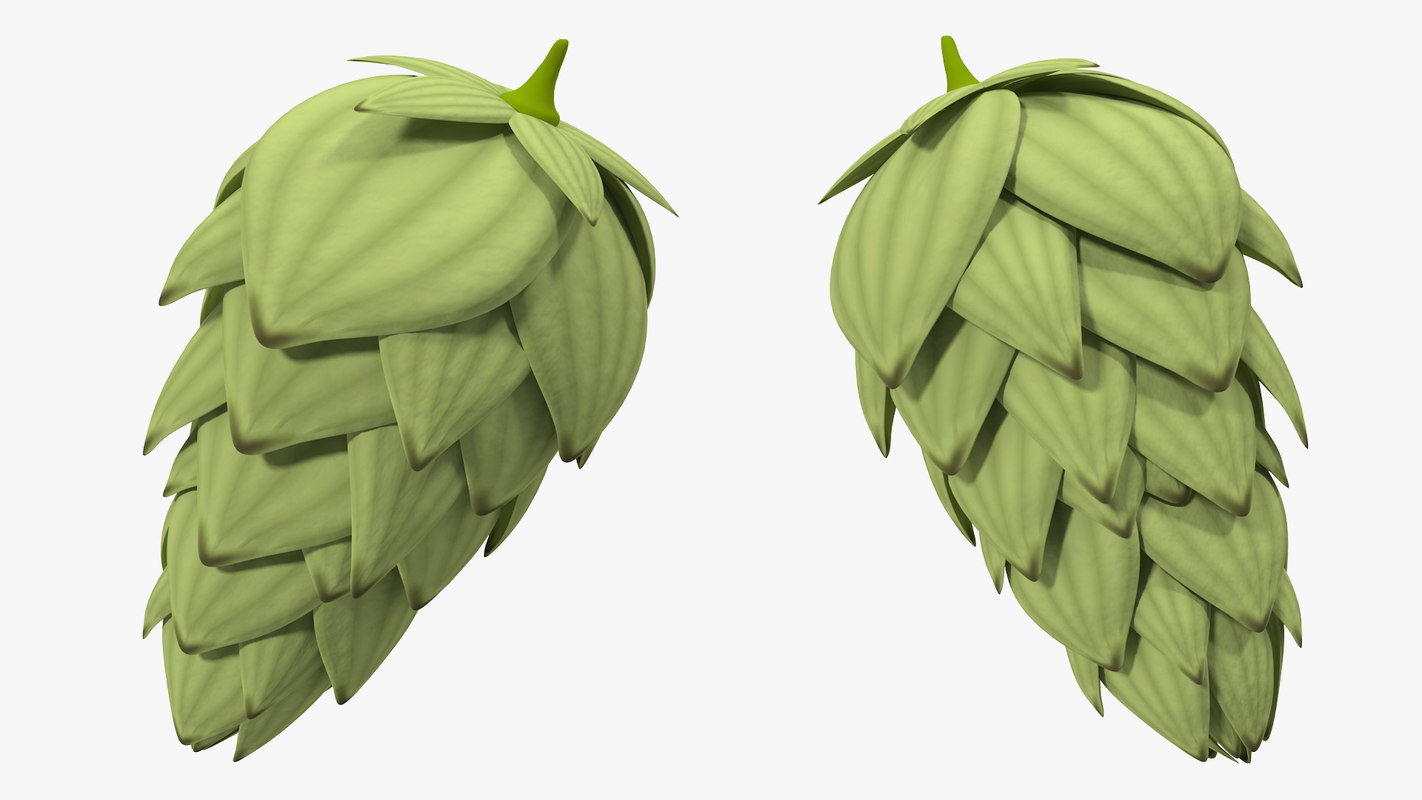 Hop cone model - TurboSquid 1441059