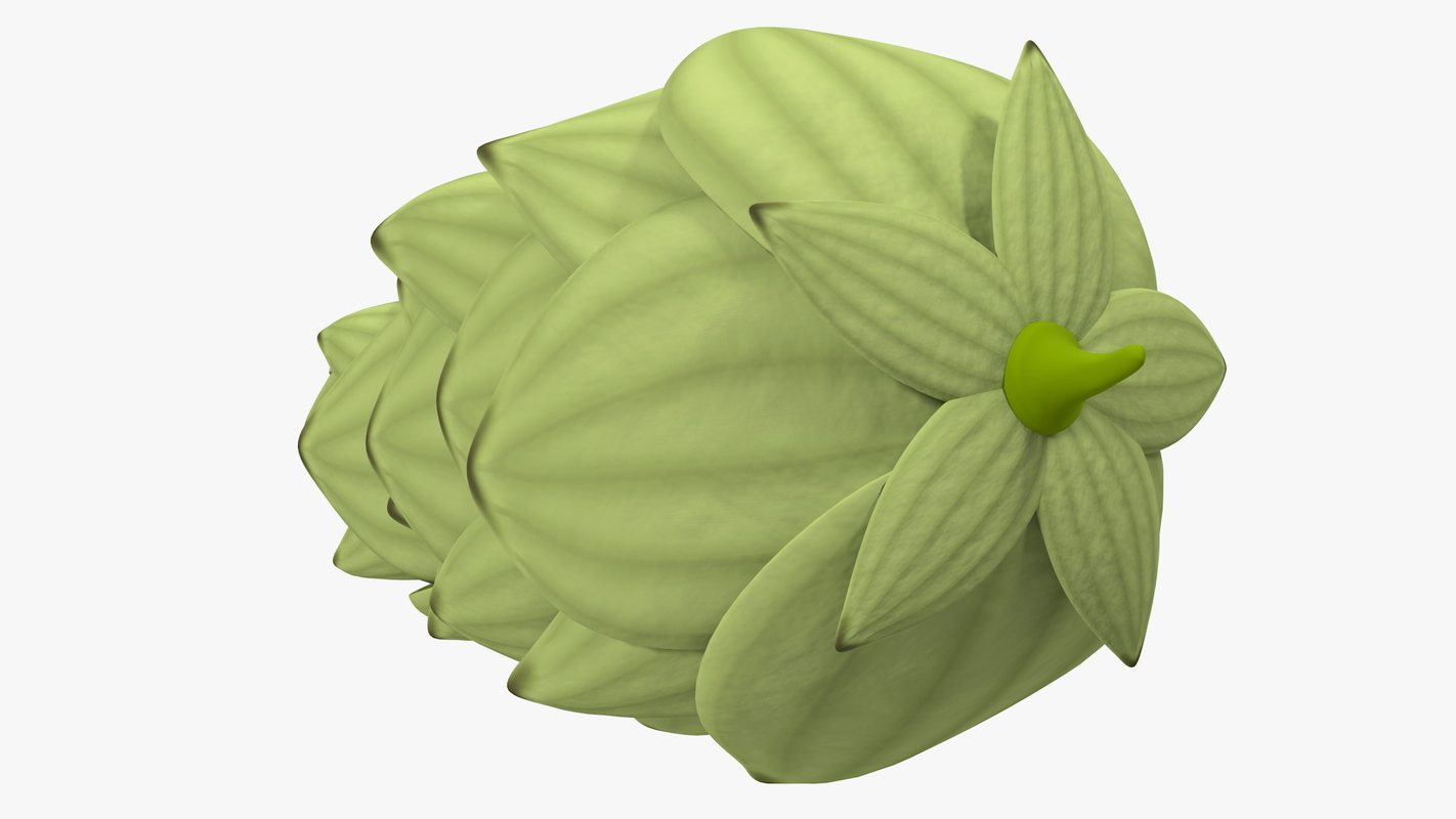 Hop cone model - TurboSquid 1441059