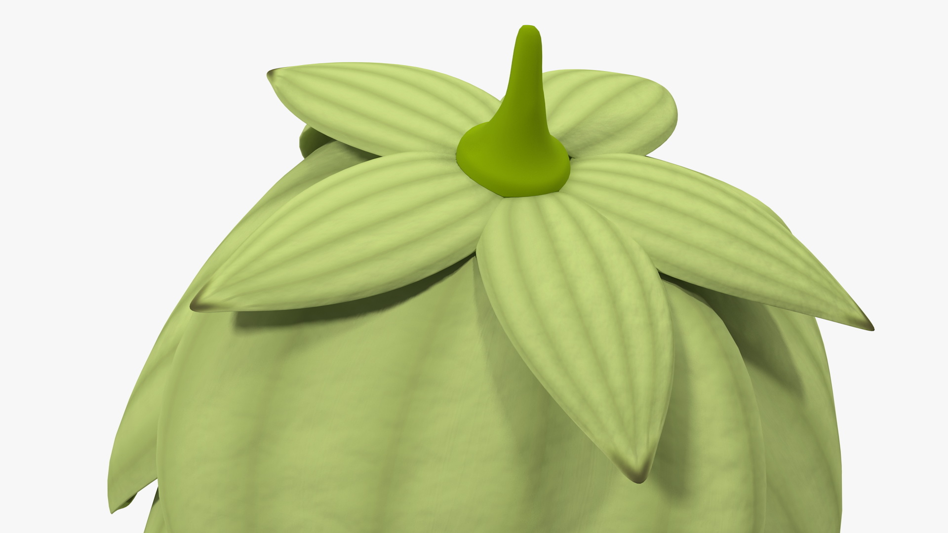 Hop cone model - TurboSquid 1441059