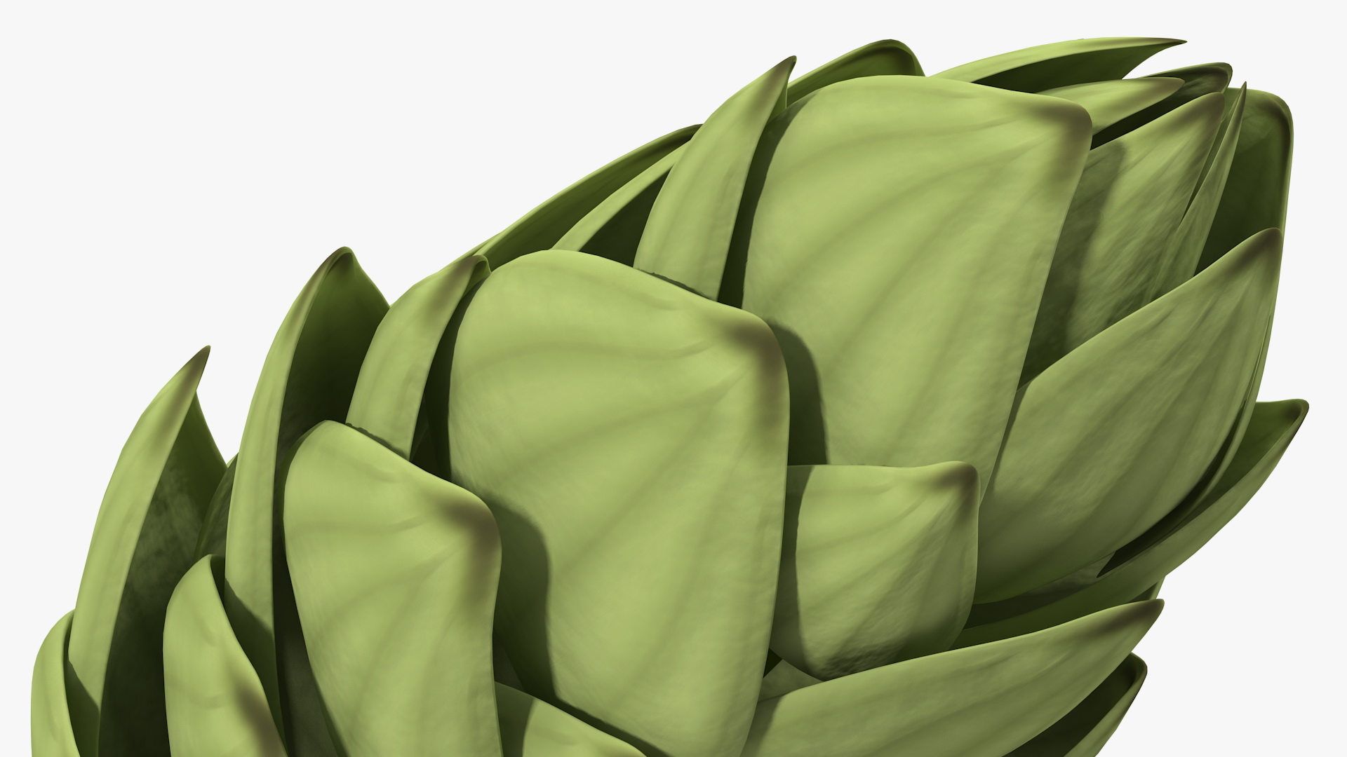 Hop cone model - TurboSquid 1441059