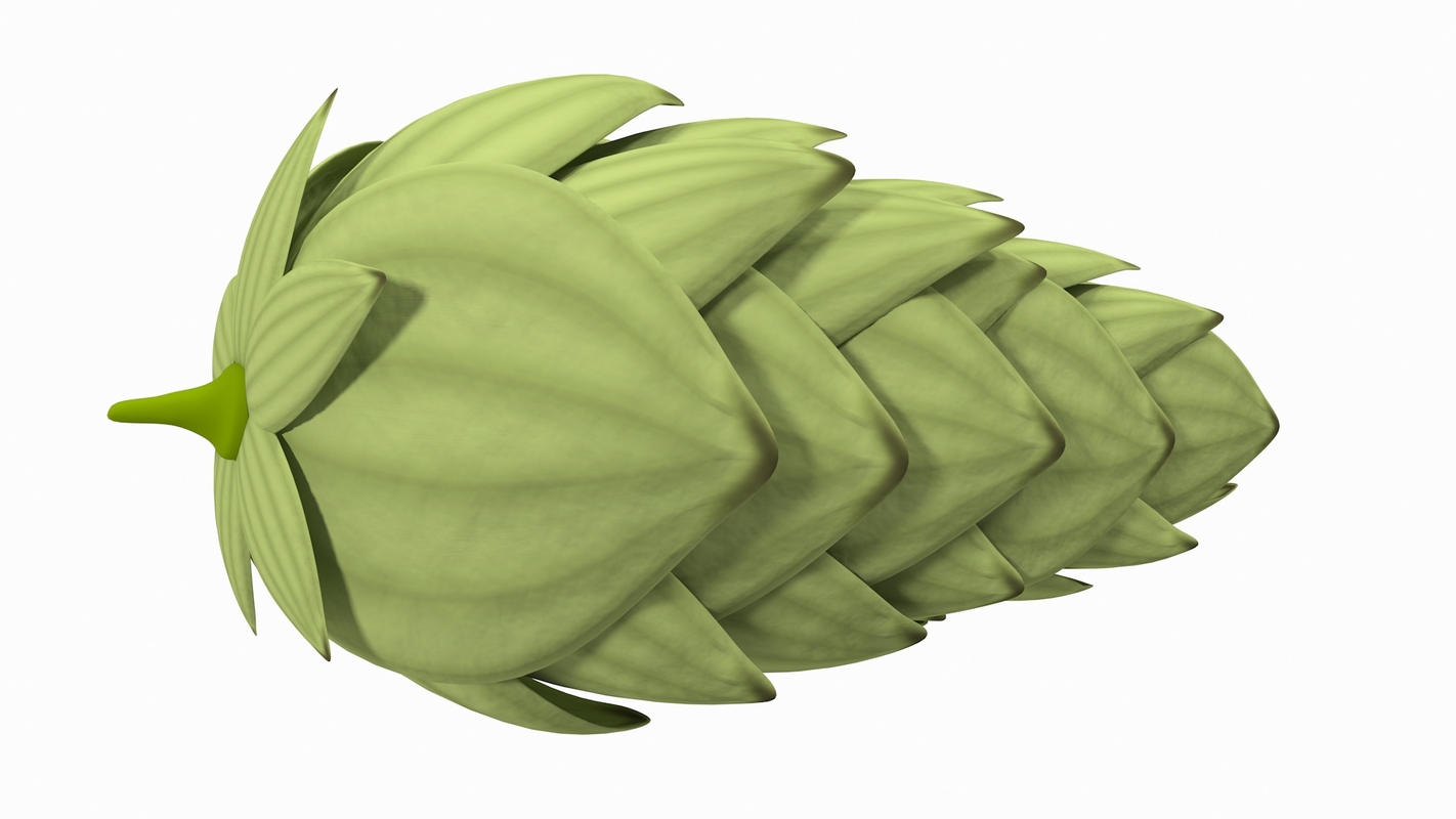 Hop cone model - TurboSquid 1441059