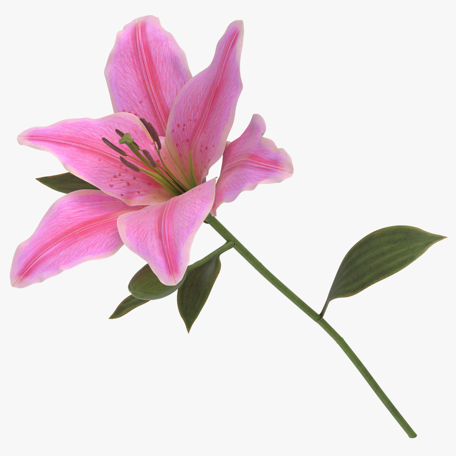 3D lilium photorealistic model - TurboSquid 1440969