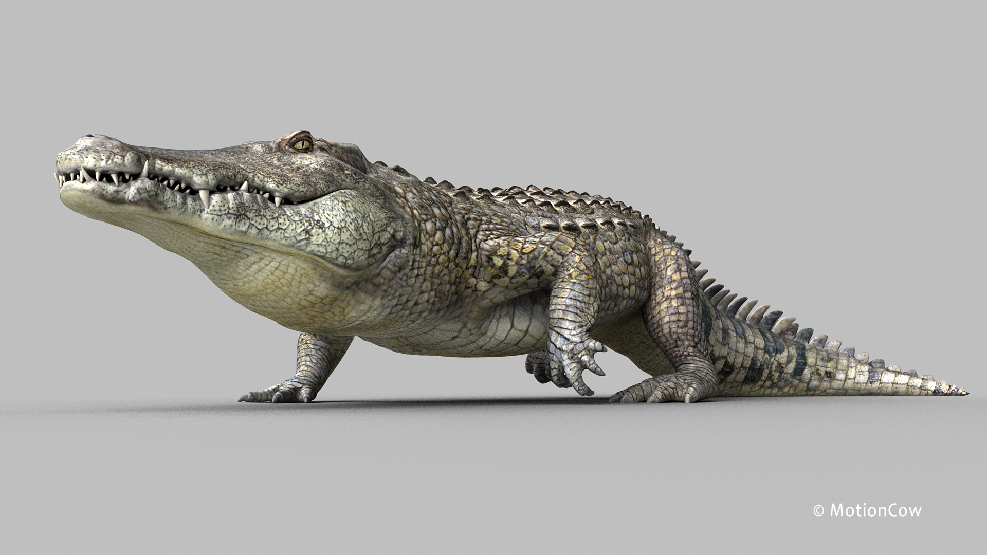 3D model realistic crocodile animating - TurboSquid 1441718