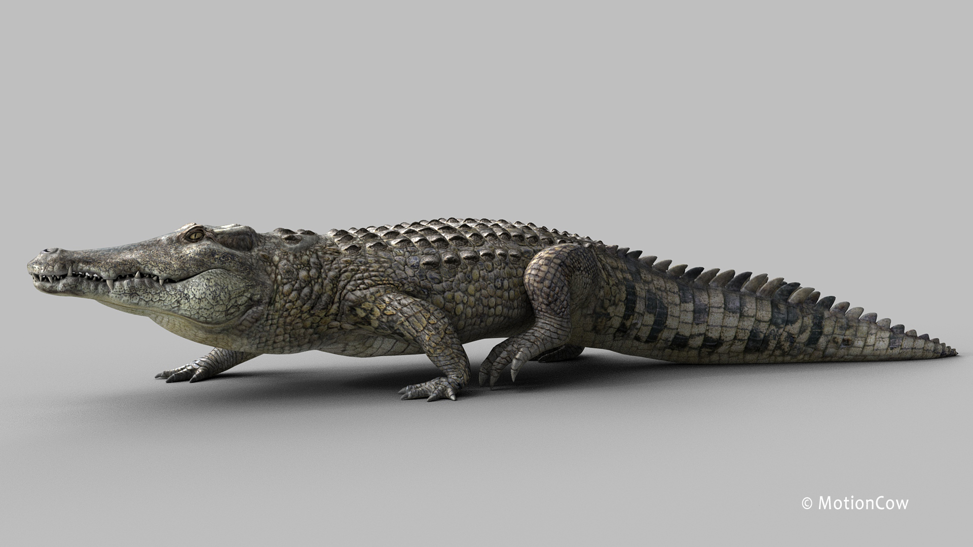 3D model realistic crocodile animating - TurboSquid 1441718