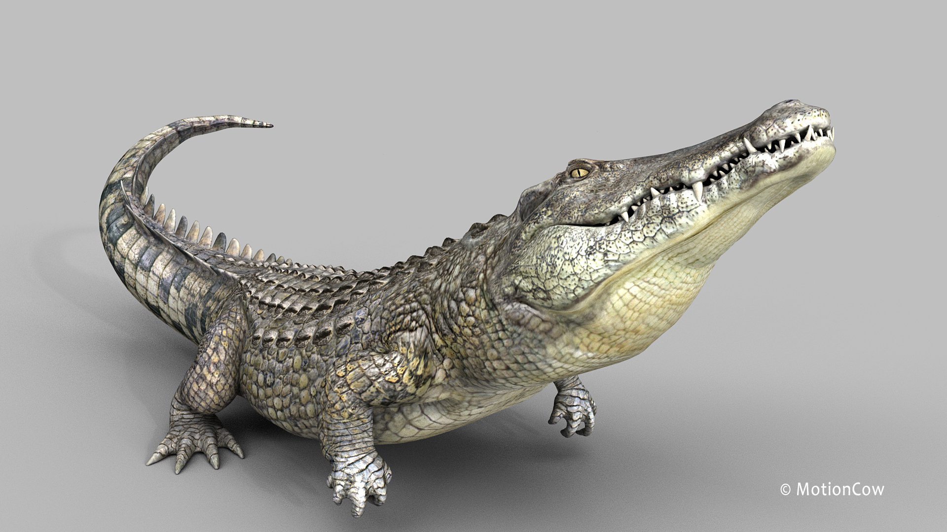 3D model realistic crocodile animating - TurboSquid 1441718