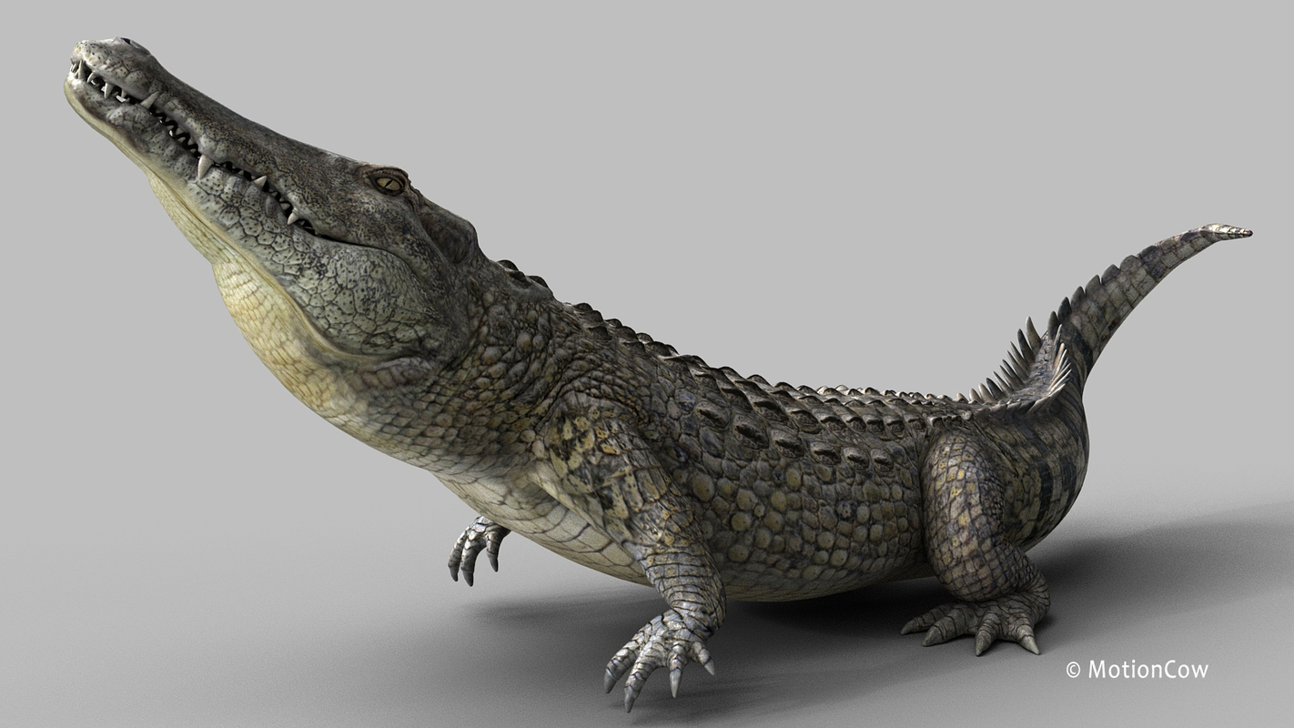 3D model realistic crocodile animating - TurboSquid 1441718