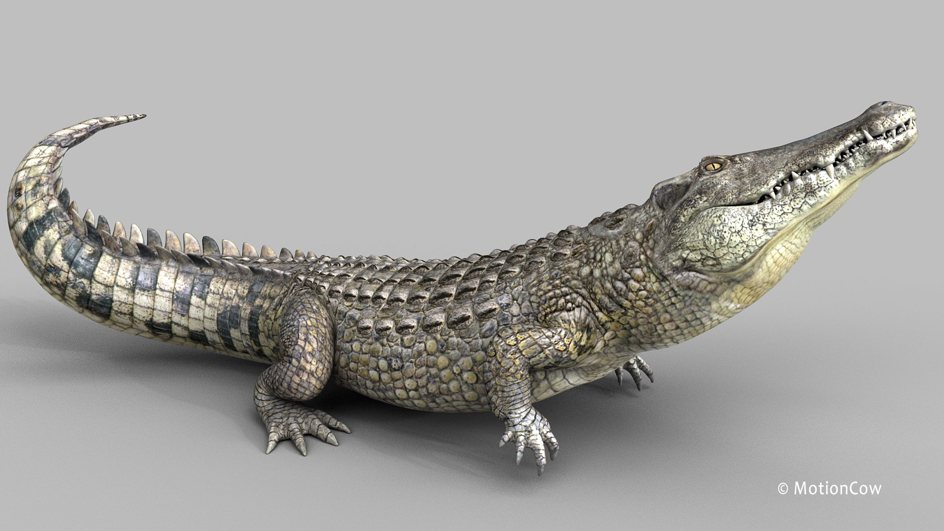 3D model realistic crocodile animating - TurboSquid 1441718