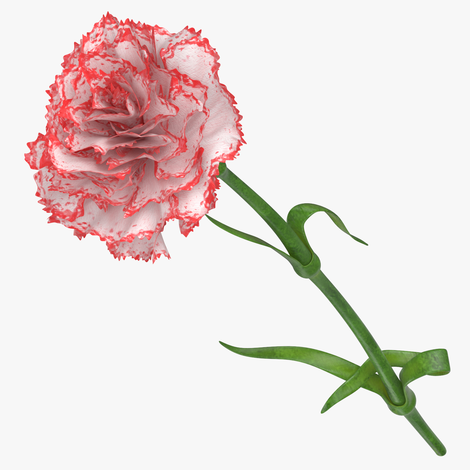 3D carnation 02 model - TurboSquid 1441822