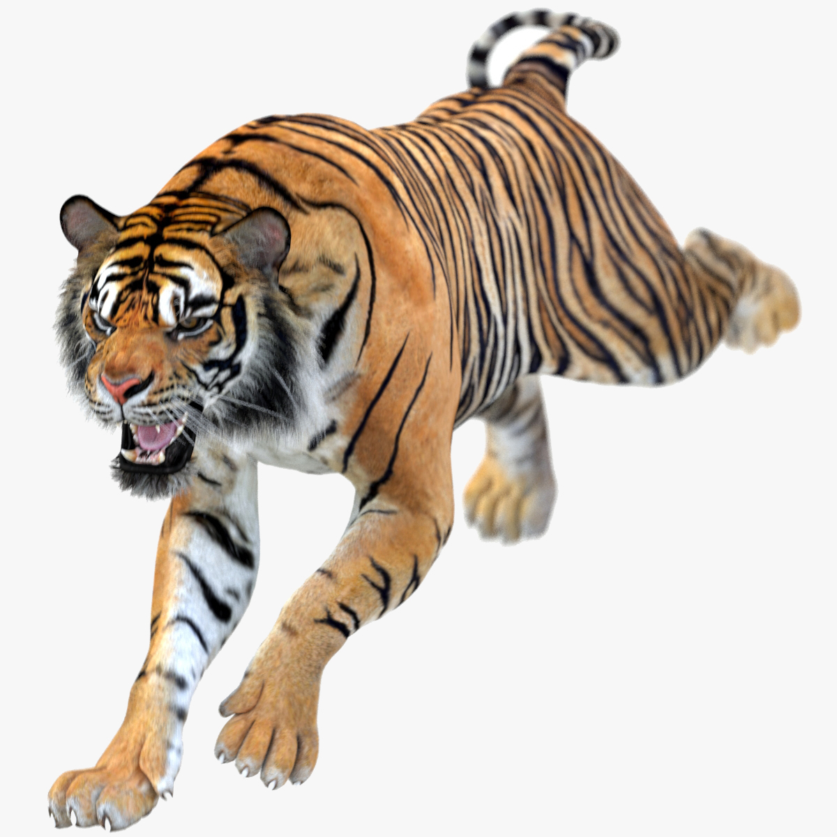 modelo 3d Tigre de Sumatra animado - TurboSquid 1441800