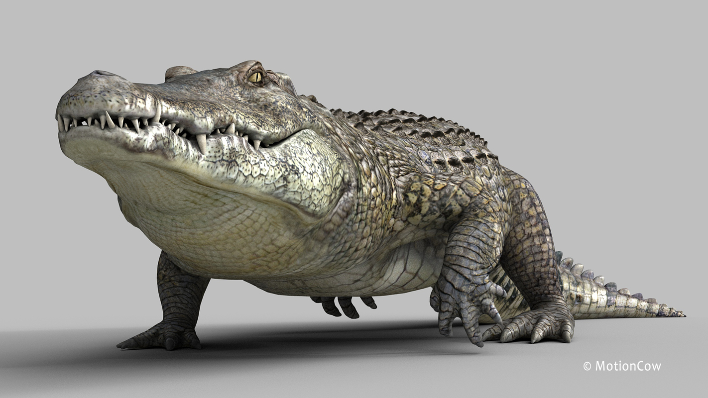 3D model realistic crocodile animating - TurboSquid 1441718