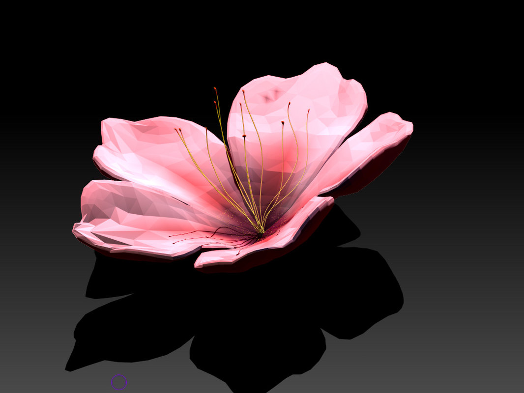 Sakura flower 3D model - TurboSquid 1442121