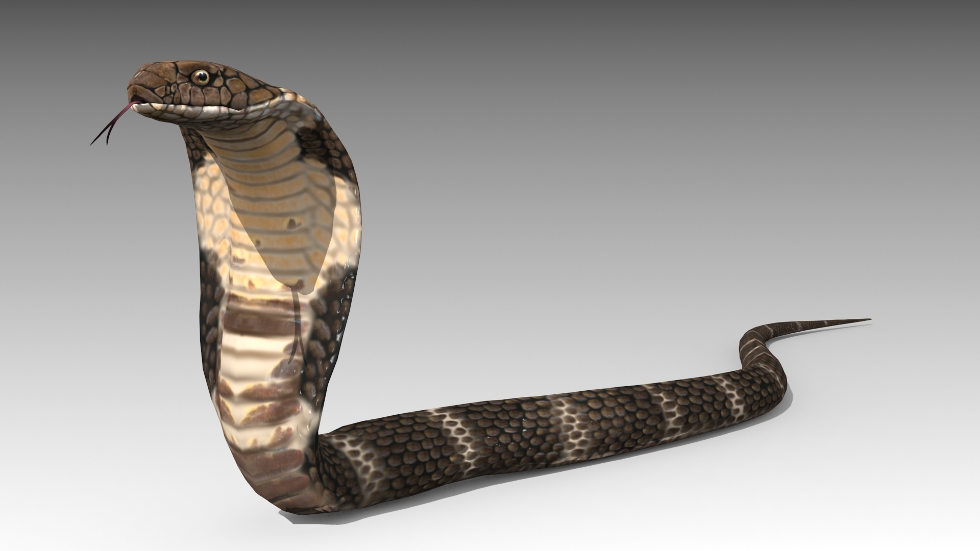 Cobra animations d n 3D model - TurboSquid 1159356