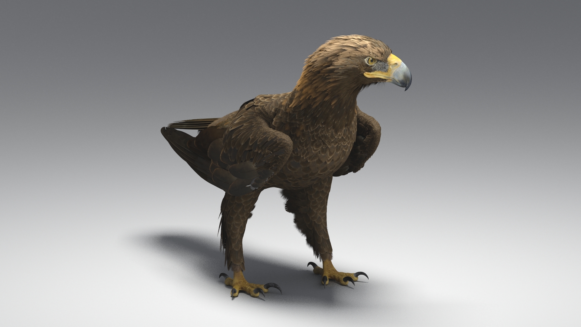 Golden Eagle Rigged Model 3D - TurboSquid 1442413