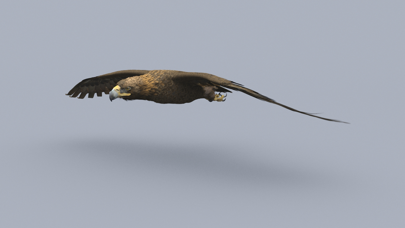 Golden eagle animations 3D model - TurboSquid 1442542