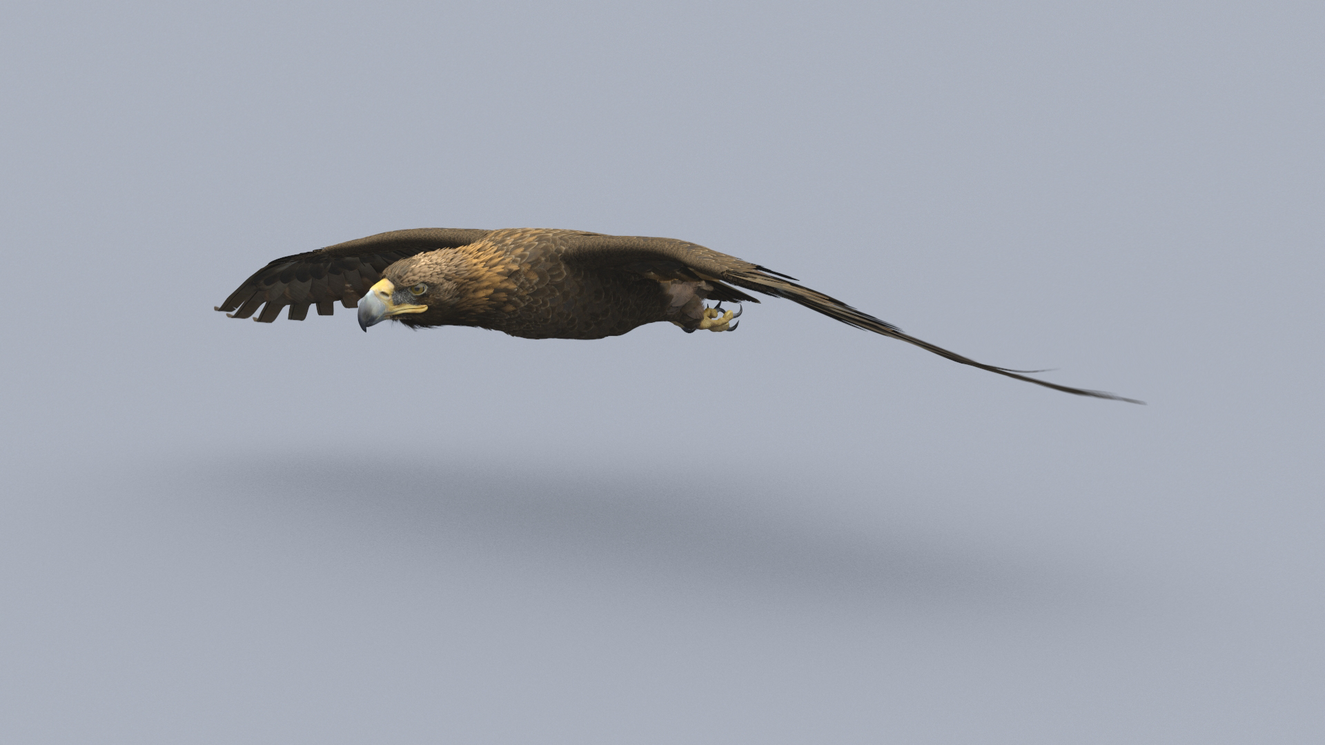 Golden eagle animations 3D model - TurboSquid 1442542