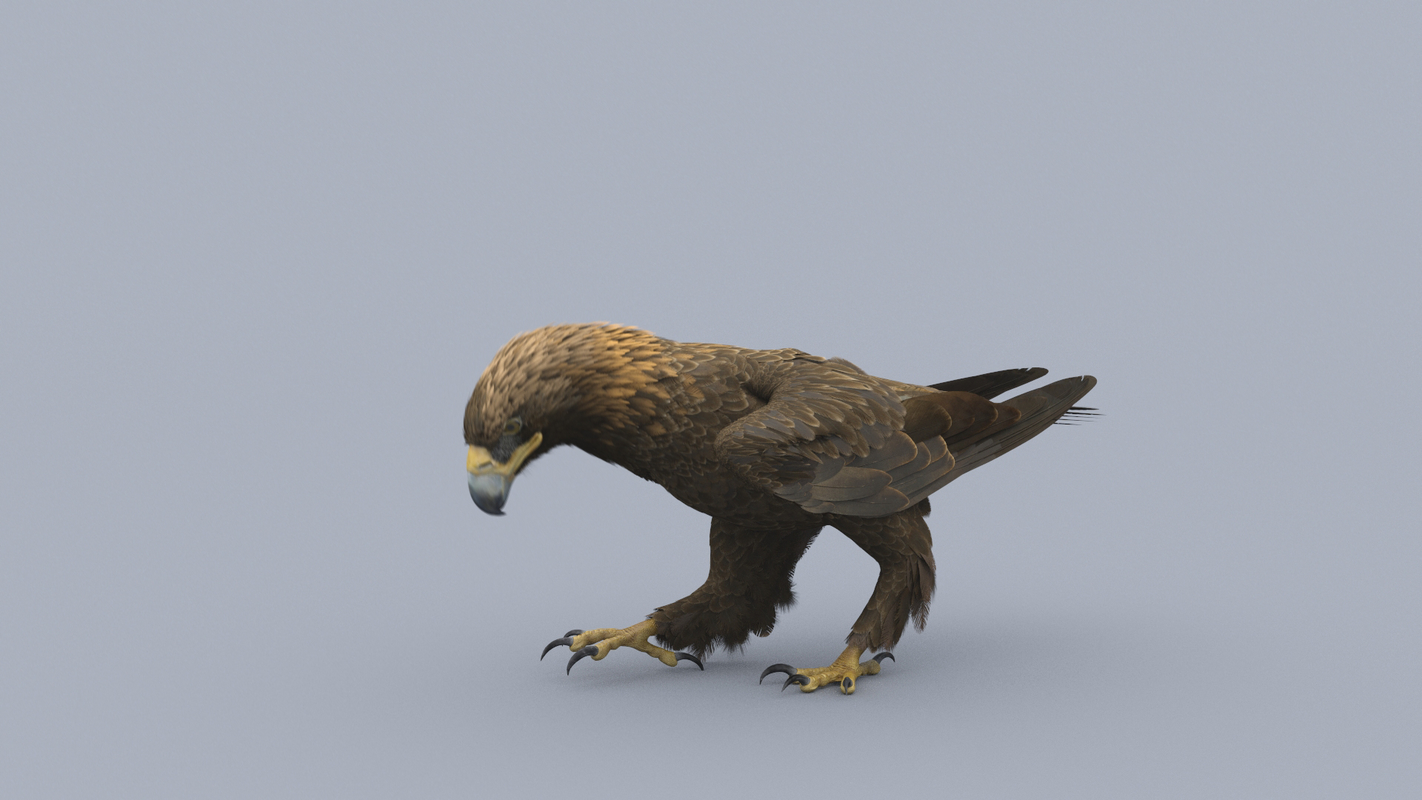 Golden eagle animations 3D model - TurboSquid 1442542