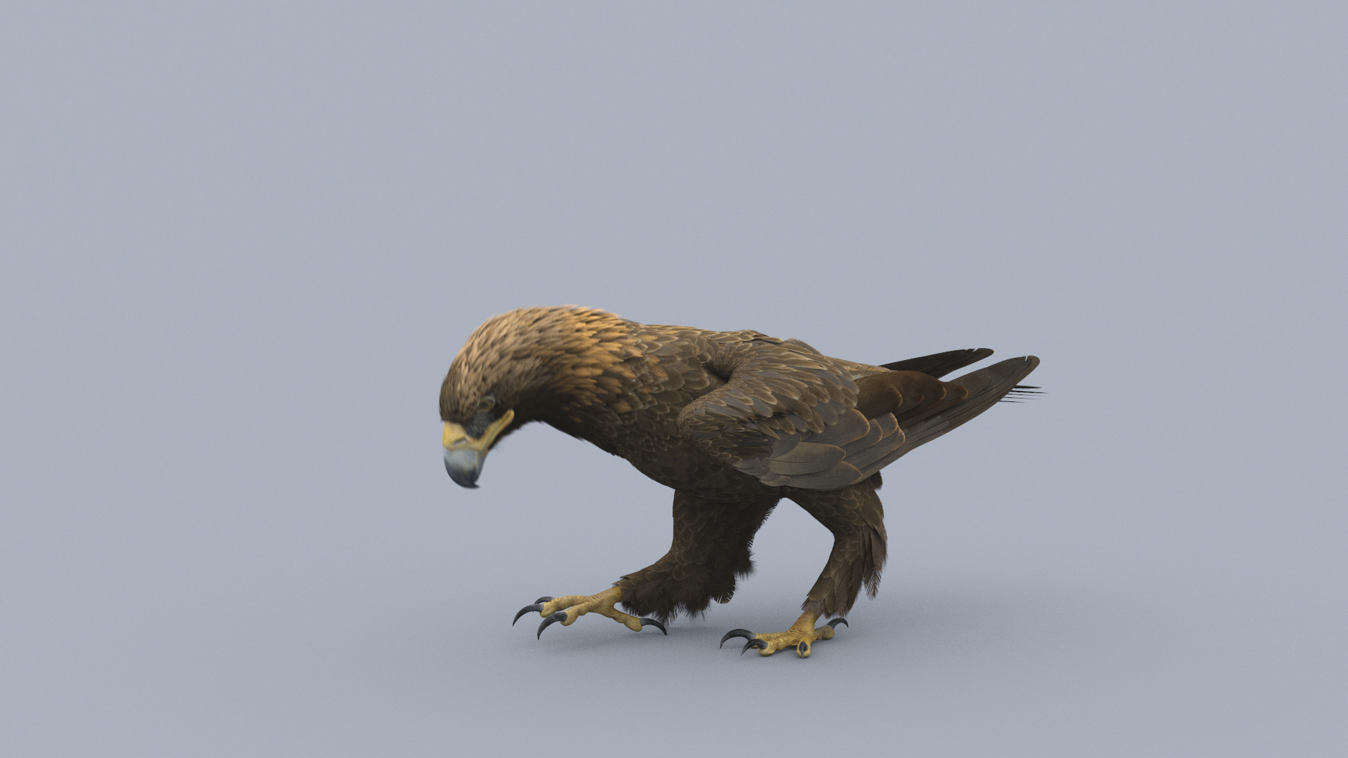 Golden eagle animations 3D model - TurboSquid 1442542