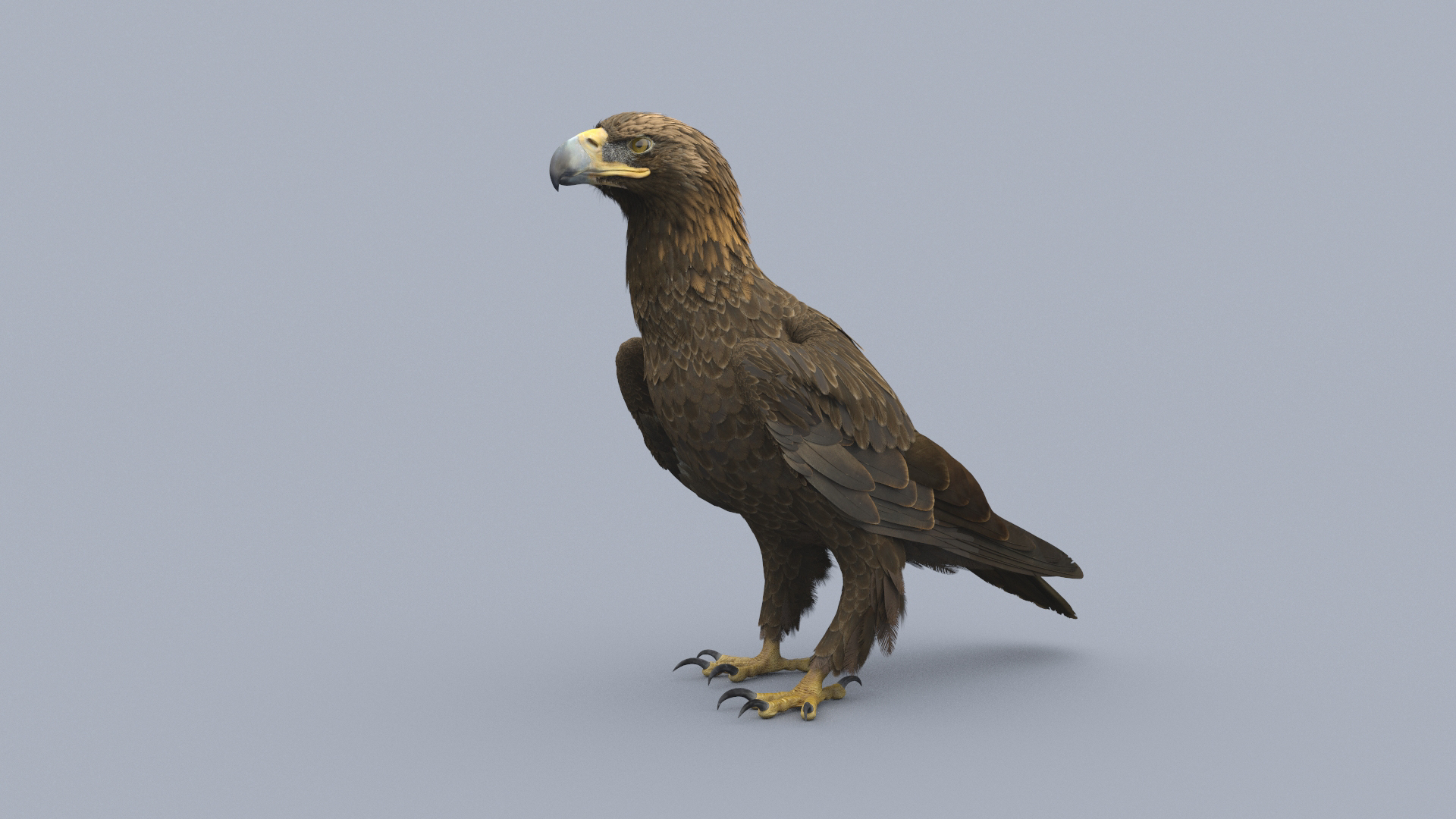 Golden eagle animations 3D model - TurboSquid 1442542