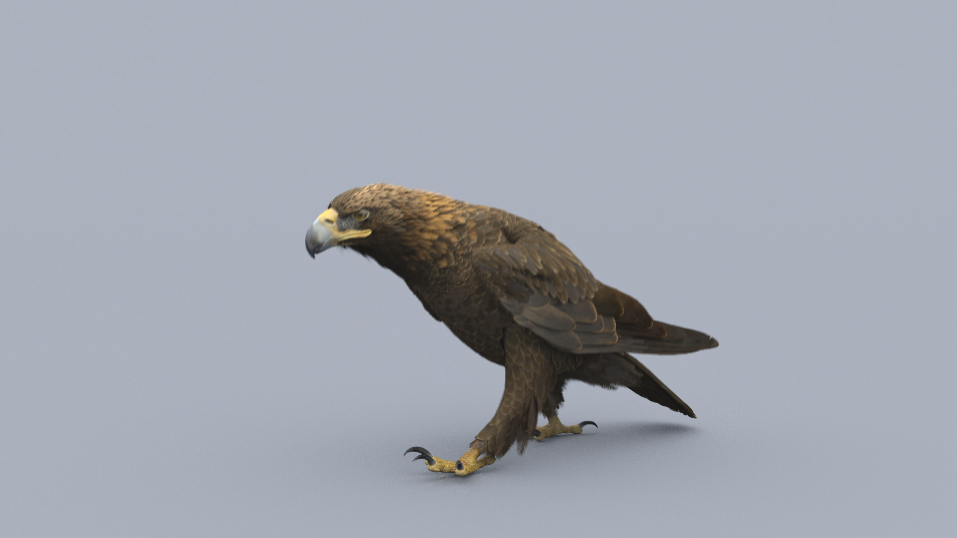 Golden eagle animations 3D model - TurboSquid 1442542