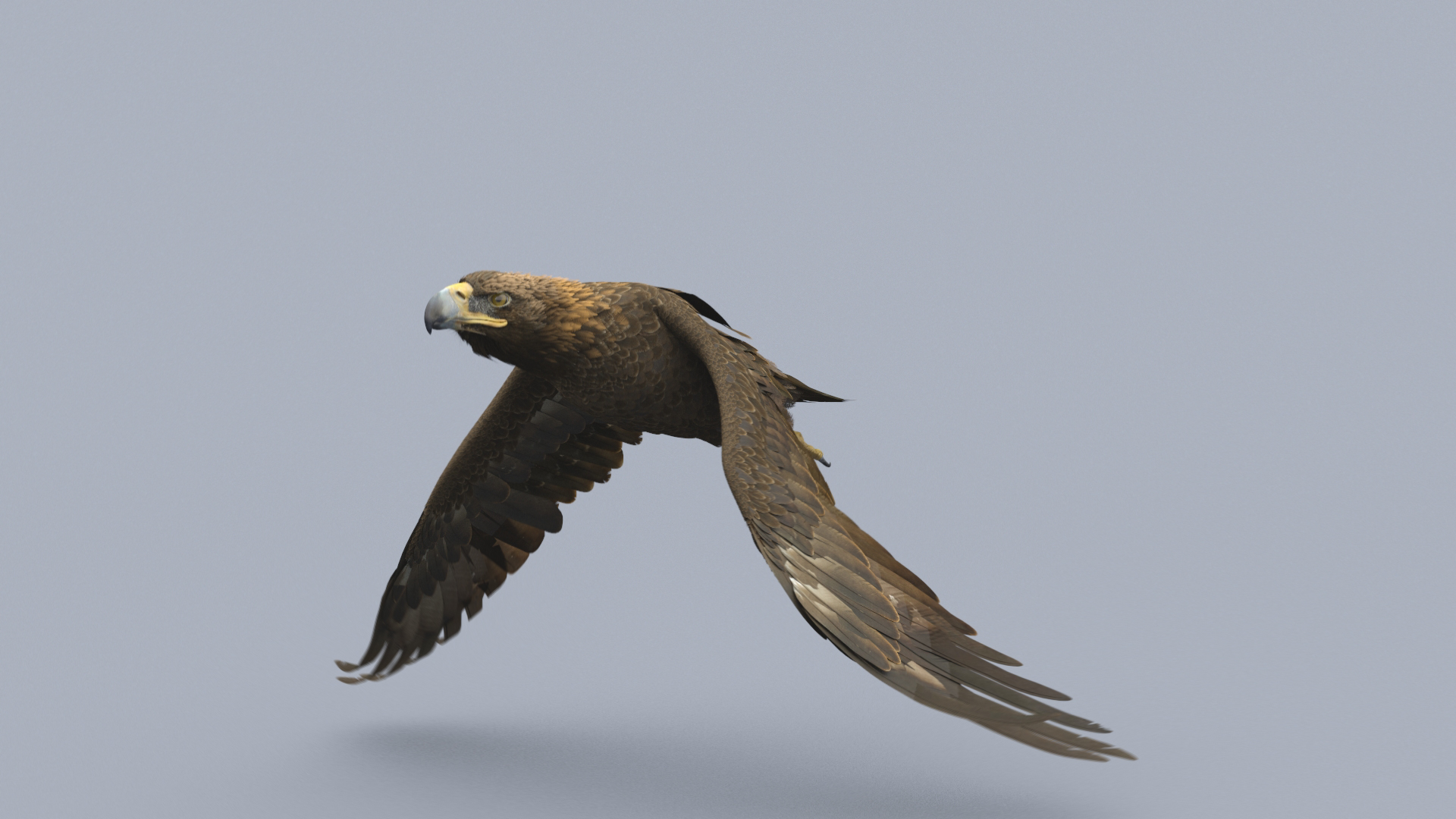 Golden eagle animations 3D model - TurboSquid 1442542