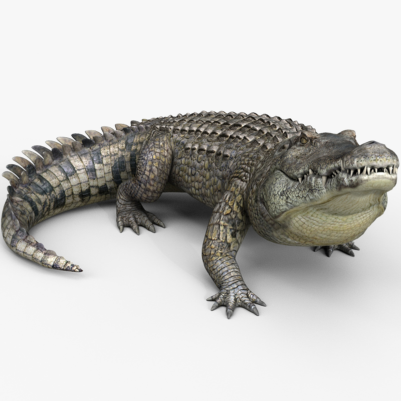 3D model realistic crocodile animating - TurboSquid 1441718
