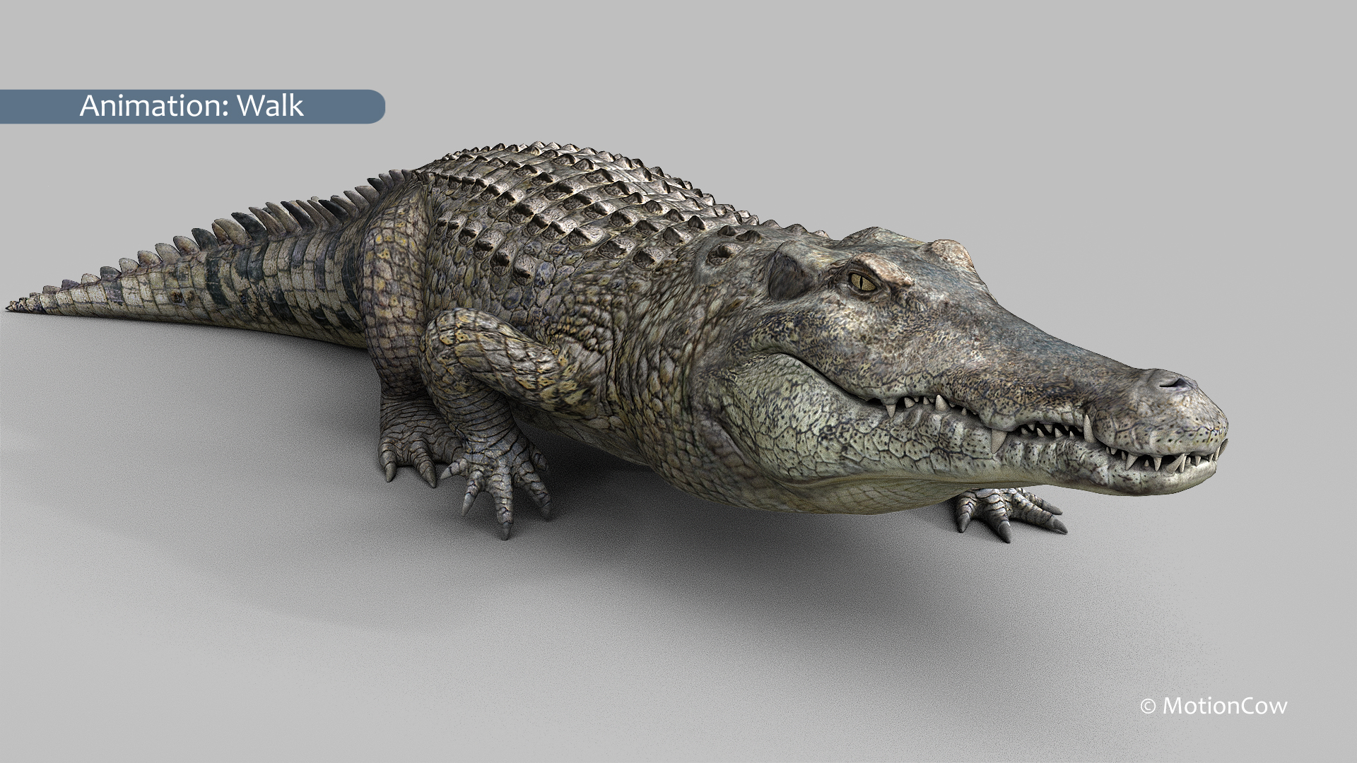 3D model realistic crocodile animating - TurboSquid 1441718