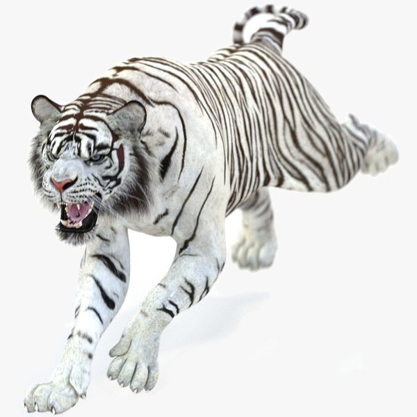Tiger 3D Models for Download | TurboSquid