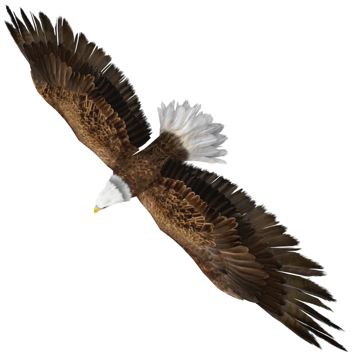 Águia careca Modelo 3D - TurboSquid 1442551