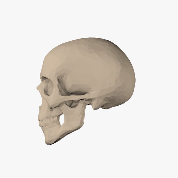 3D human skull model - TurboSquid 1443883