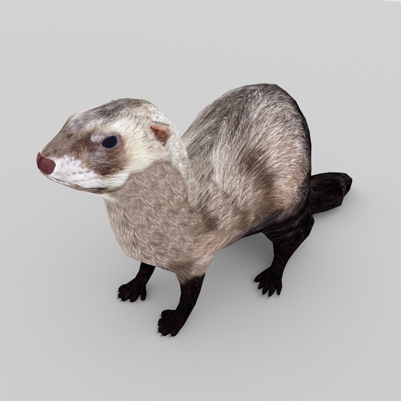 3D nature animal ferret model - TurboSquid 1443916