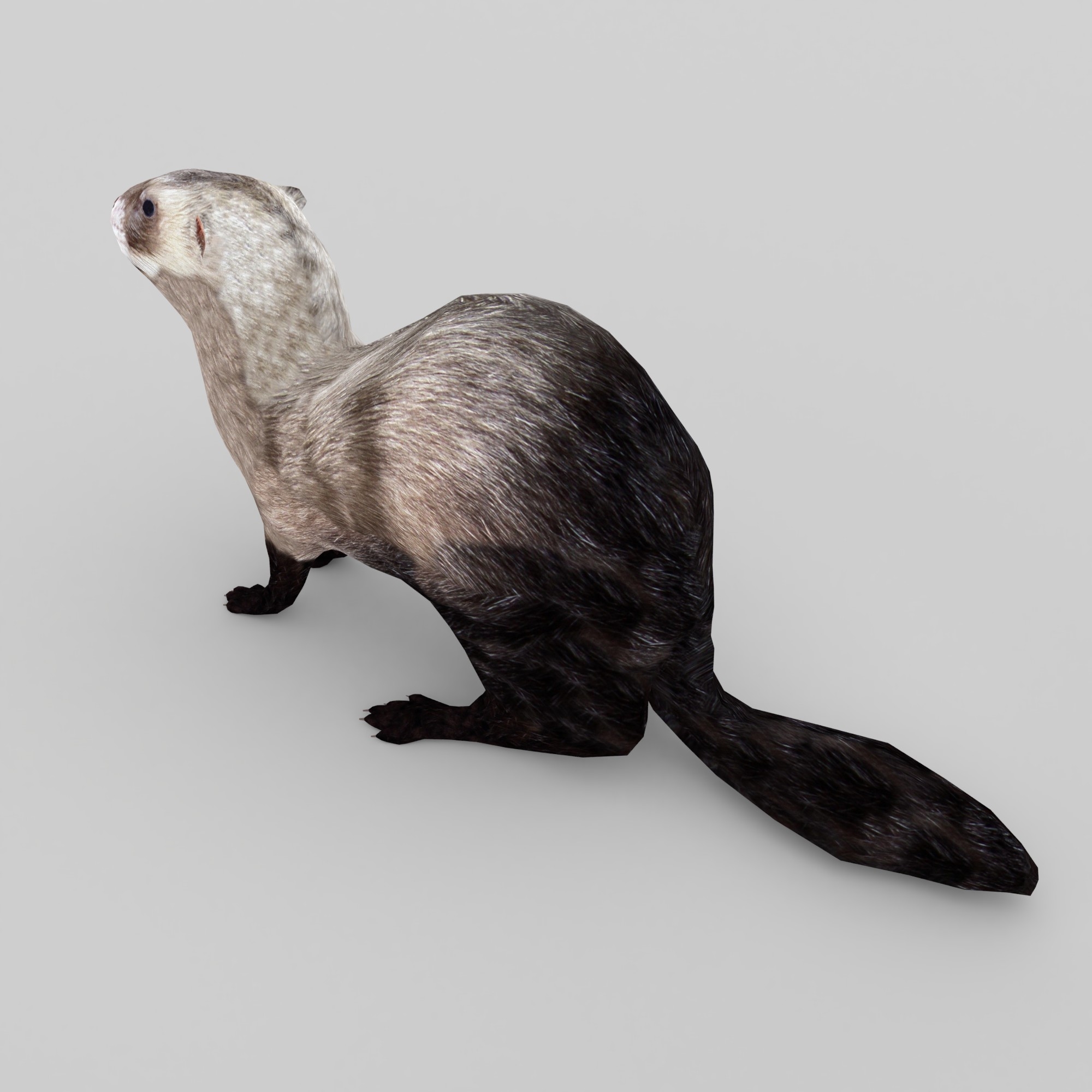 3D nature animal ferret model - TurboSquid 1443916