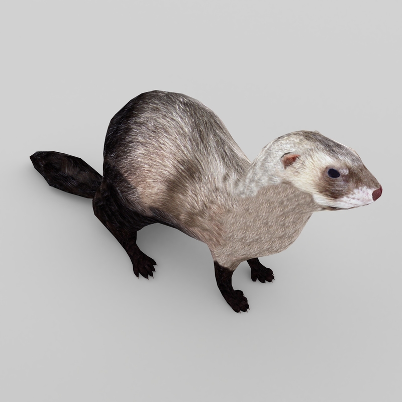 3D nature animal ferret model - TurboSquid 1443916