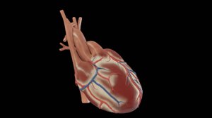 Blender Heart Models | TurboSquid