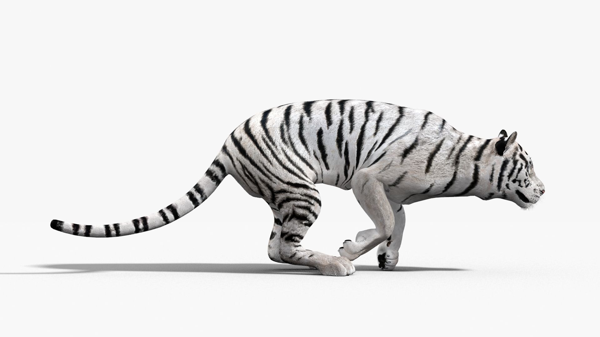 3D white tiger animation - TurboSquid 1444091