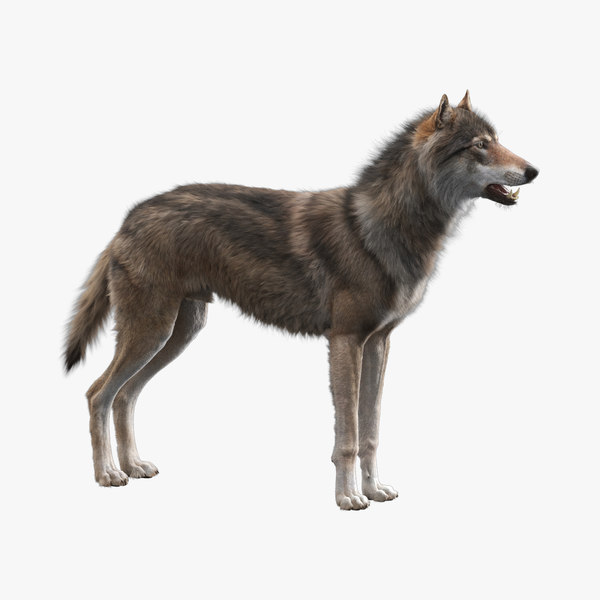 Free 3D Wolf Models | TurboSquid